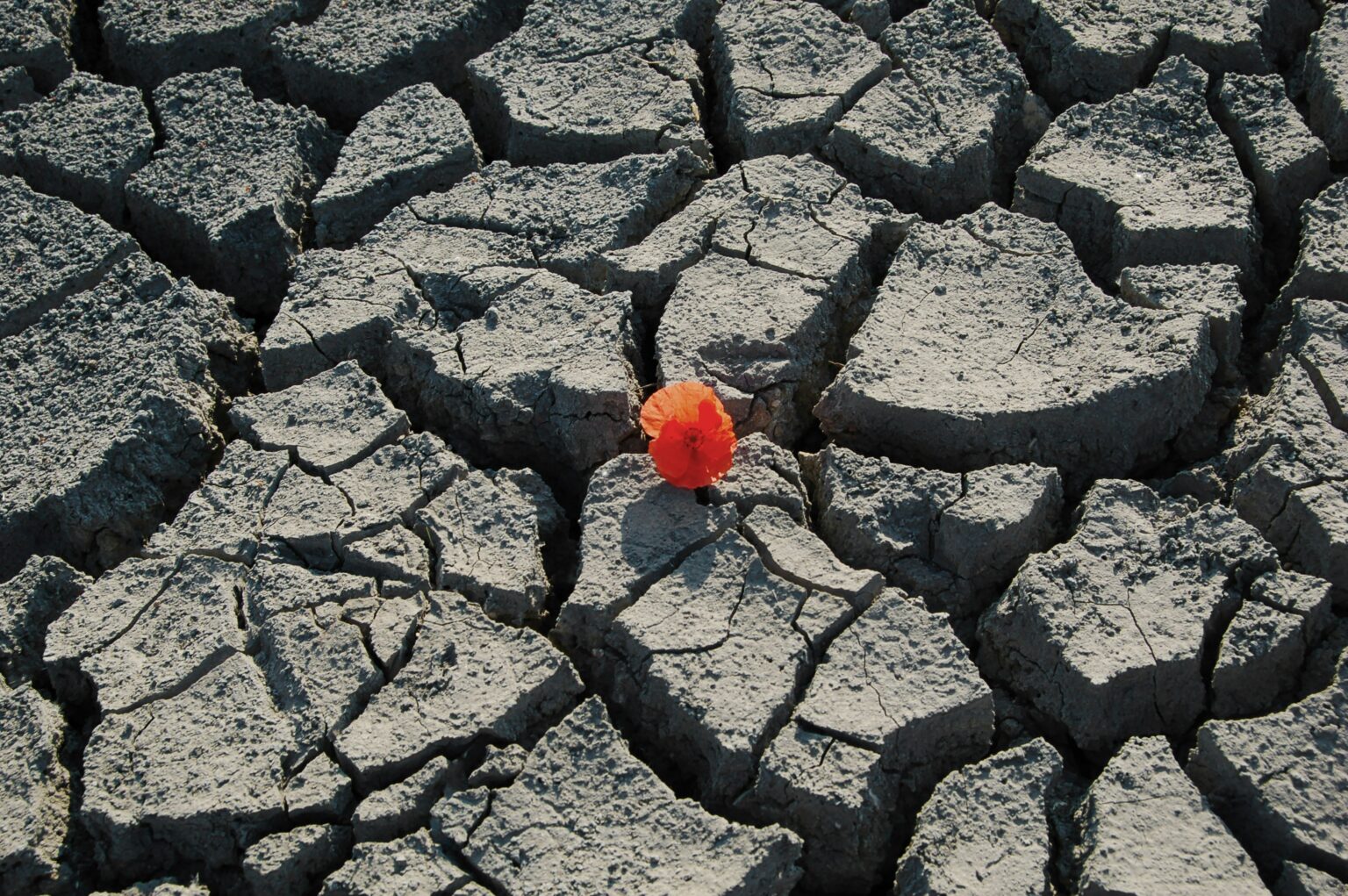 The Building Blocks of Resilience: How Do We Measure What Matters ...